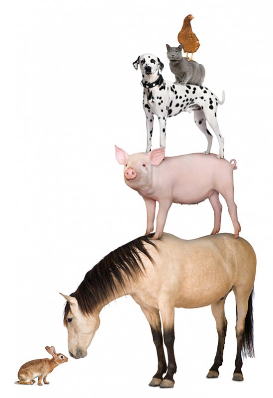 Lignocellulose and cellulose as feed for pets and livestock