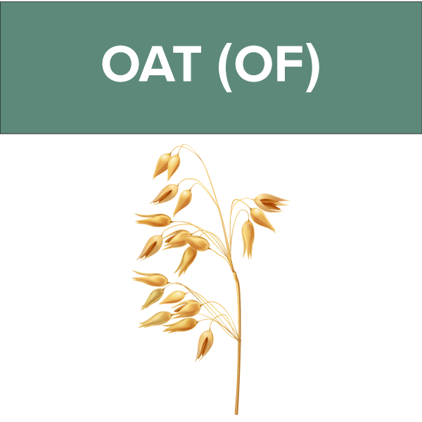 JELUCEL Oat fibres - JELU-WERK